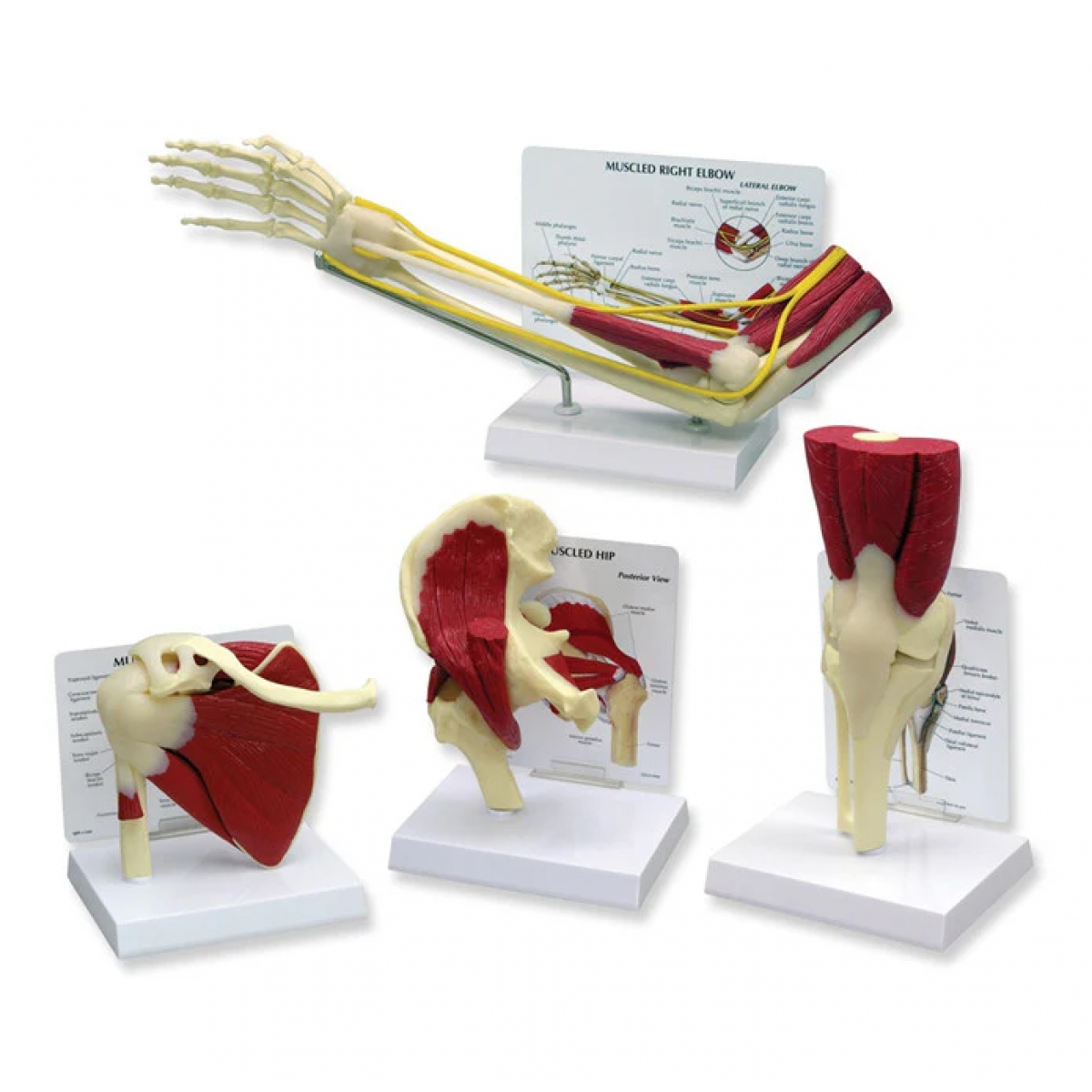 Anatomical Muscled Human Joint Models Set - Myaskro